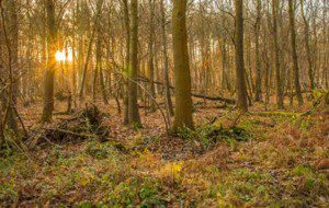 What’s On | Local events and things to do in Studley